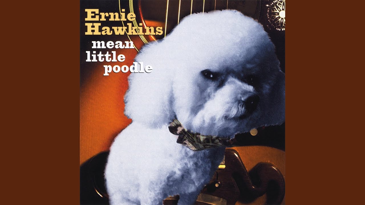 Mean Little Poodle - YouTube