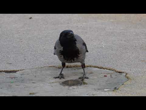 Su İçen Karga Videosu ( Sony Alpha 6300 Test Video ) Crow is Drinking Water