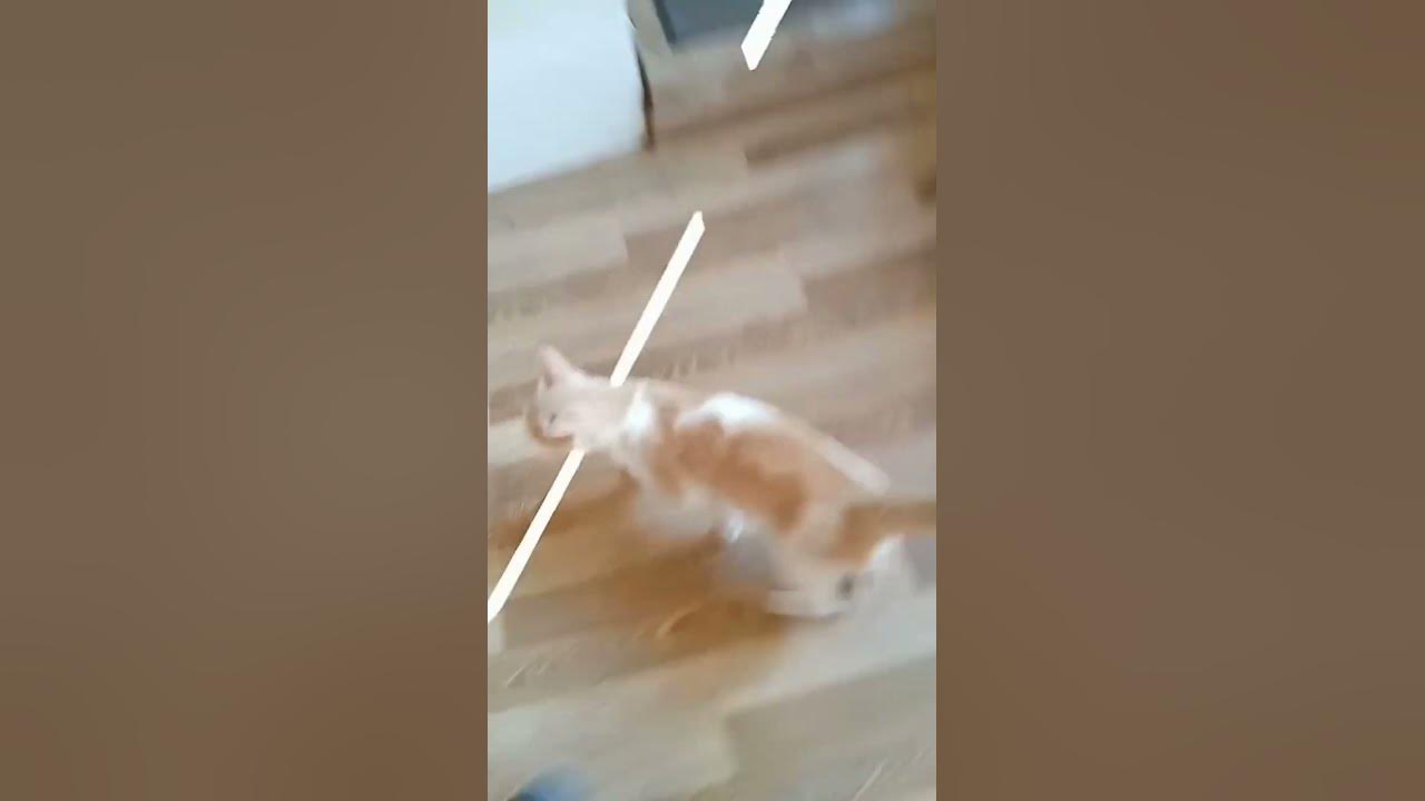 милый котик🥰 Youtube