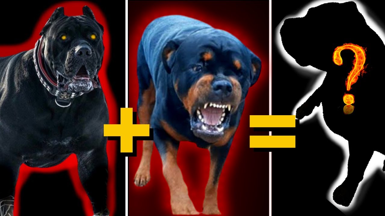 TOP 17 Misturas de Rottweiler que você precisa conhecer (Pitbull ...