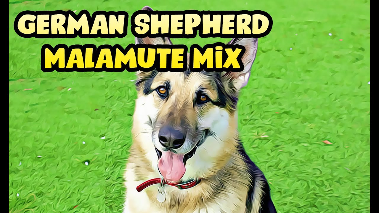 German Shepherd Malamute Mix - YouTube