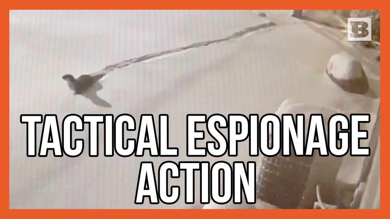 Tactical Escape! Otters Louie and Ophelia Escape from Wisconsin Zoo ...