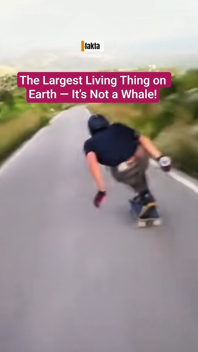 The Largest Living Thing on Earth — It’s Not a Whale - YouTube