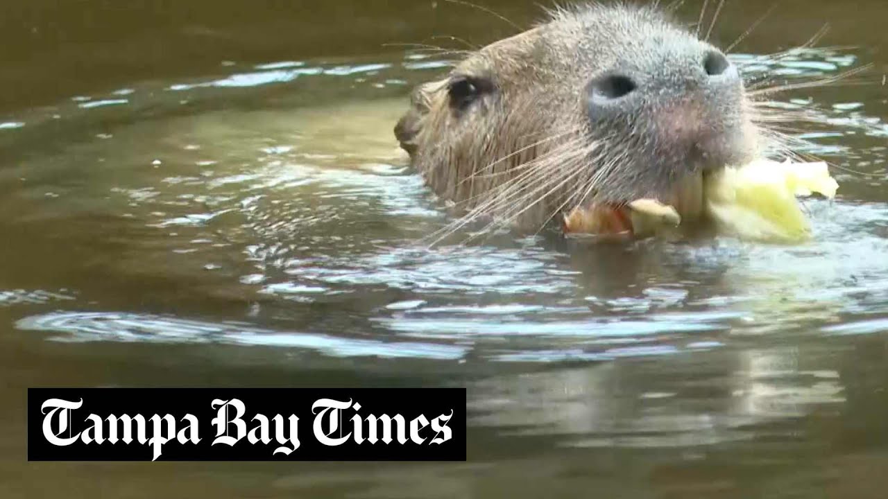 Female capybara goes to Florida as part of a breeding program for the ...