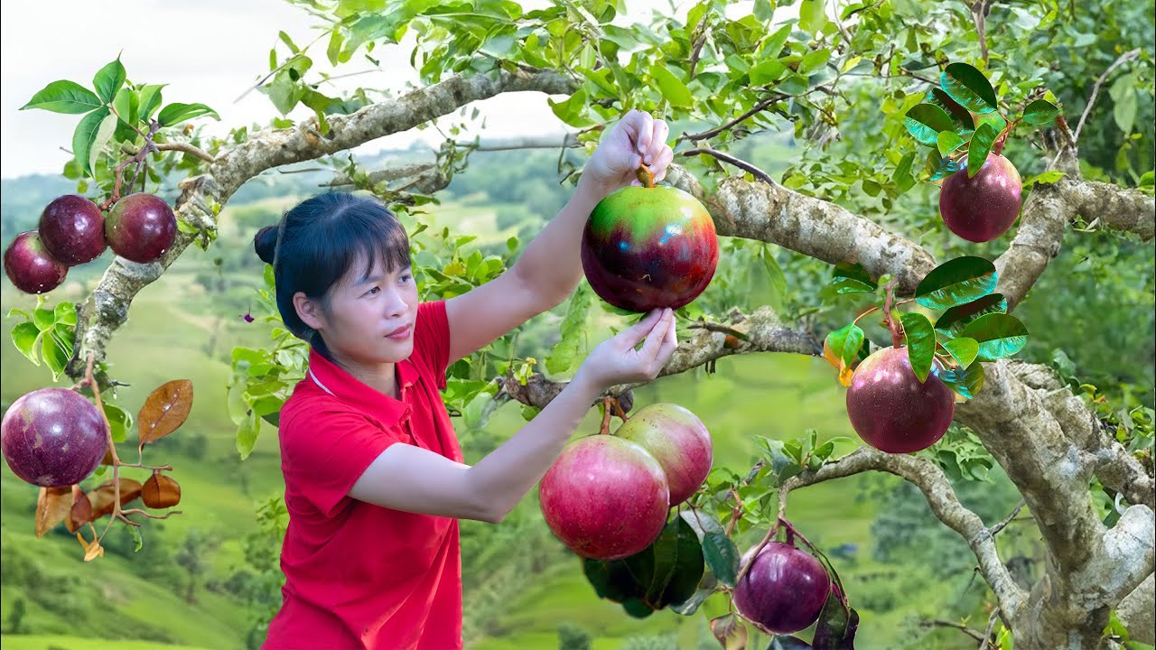 Harvesting Sweet Star Apple Goes To Market Sell - Harvest and Cook ...