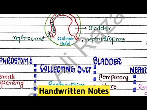 Excretion In Hydra, Planaria, Earthworm And Cockroach | Handwritten ...