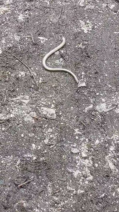 Baby Snake #cobra #snakevideo Morning Walk #snake #python #music # ...