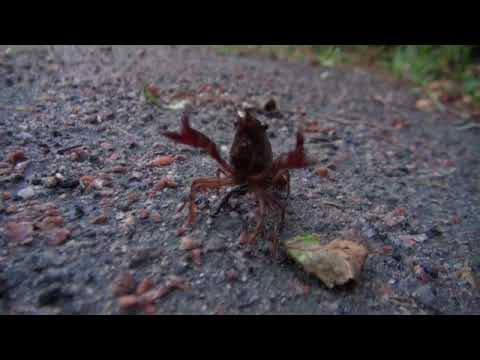 What Is Determined By The Crayfish Pincher
