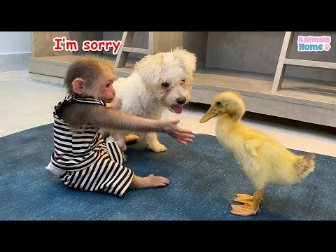 BiBi monkey  steals duckling's watermelon then Satisfying video Funny Animails Relaxing