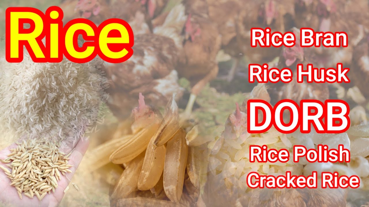चावल/Rice !! DORB for Poultry Feed Formulation !! DORB for cattle feed ...
