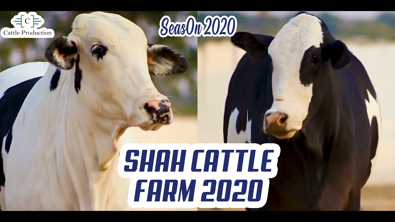 Shah Cattle Farm 2020 | Seas0n 2020 | Cattle Production - YouTube