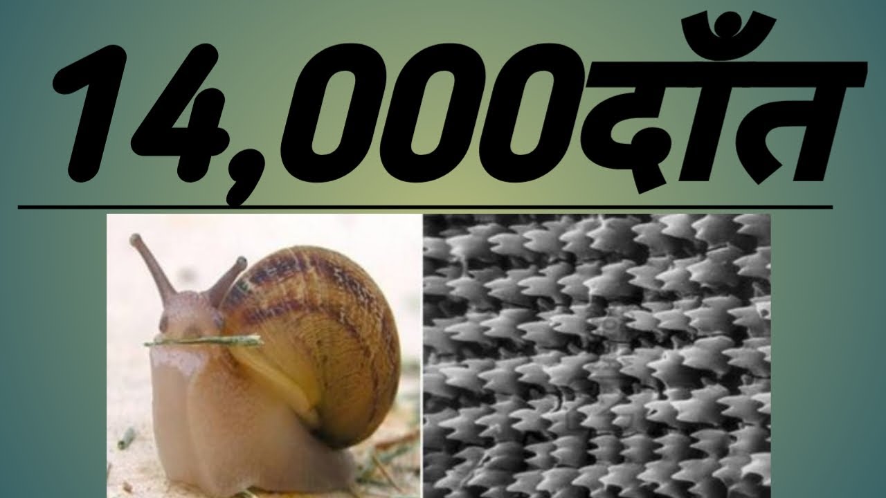 Few Facts //घोंघे के कितने दांत होते हैं// [How many teeth does snail ...