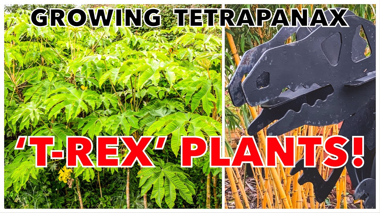 Giant T-Rex Plants! Growing Tetrapanax papyrifer 'Rex' in your Tropical ...