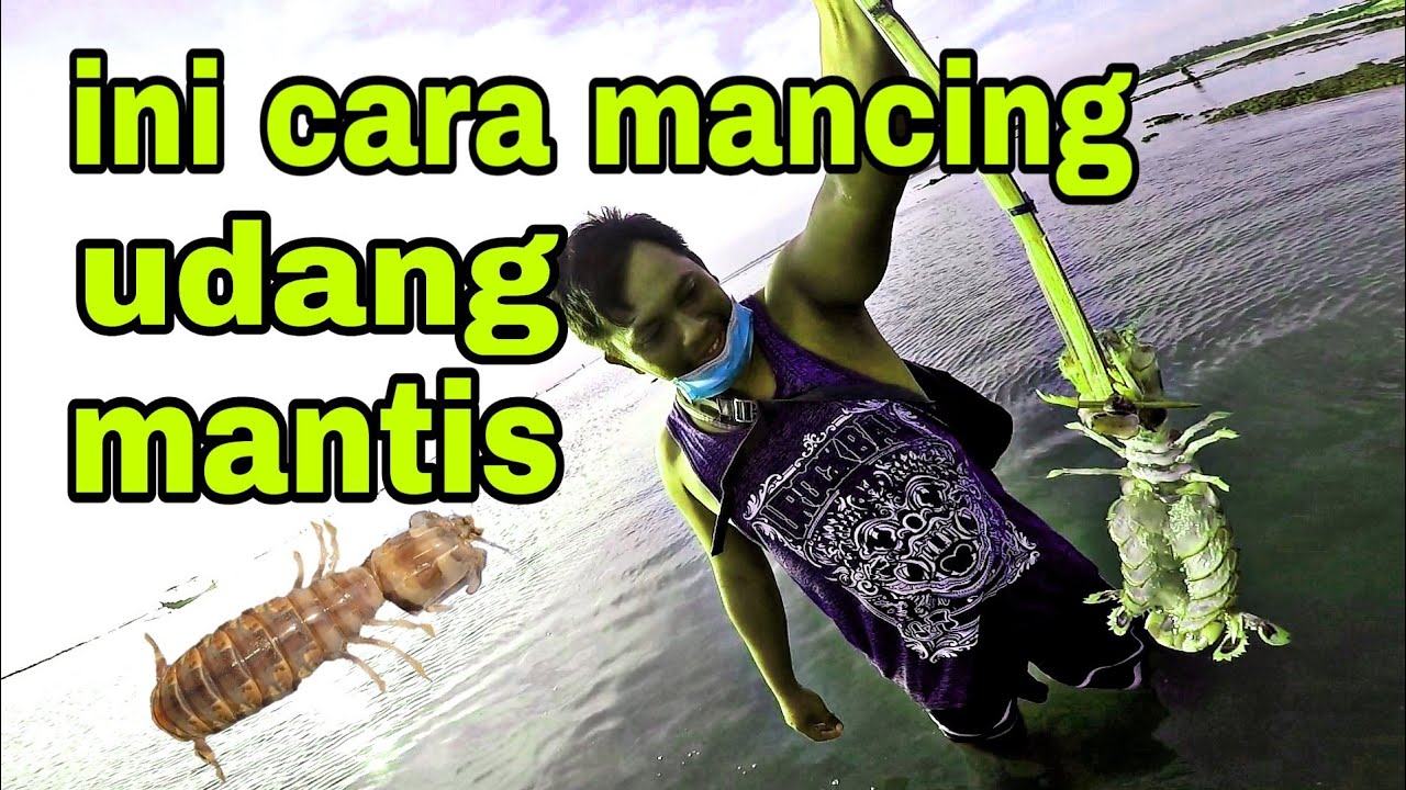 CARA MENANGKAP UDANG MANTIS DENGAN JERAT TRADISIONAL - YouTube