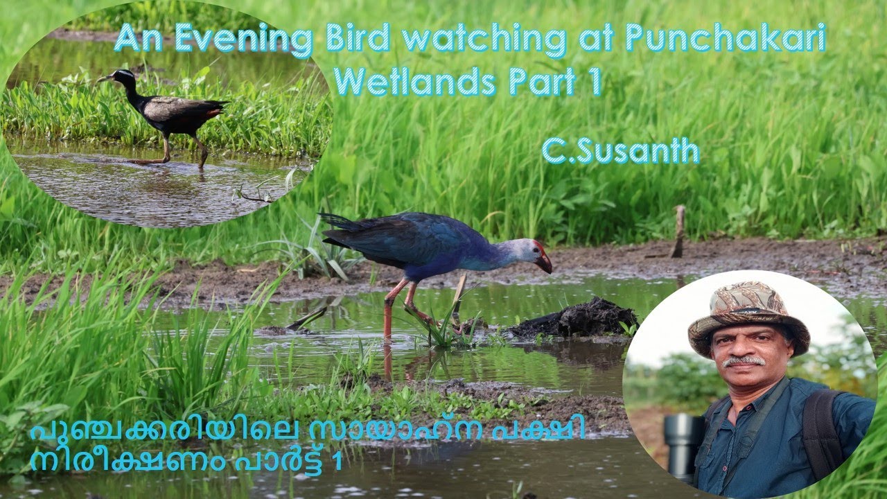 An Evening Birding at Punchakari wetlands /പുഞ്ചക്കരിയിലെ സായാഹ്‌ന ...