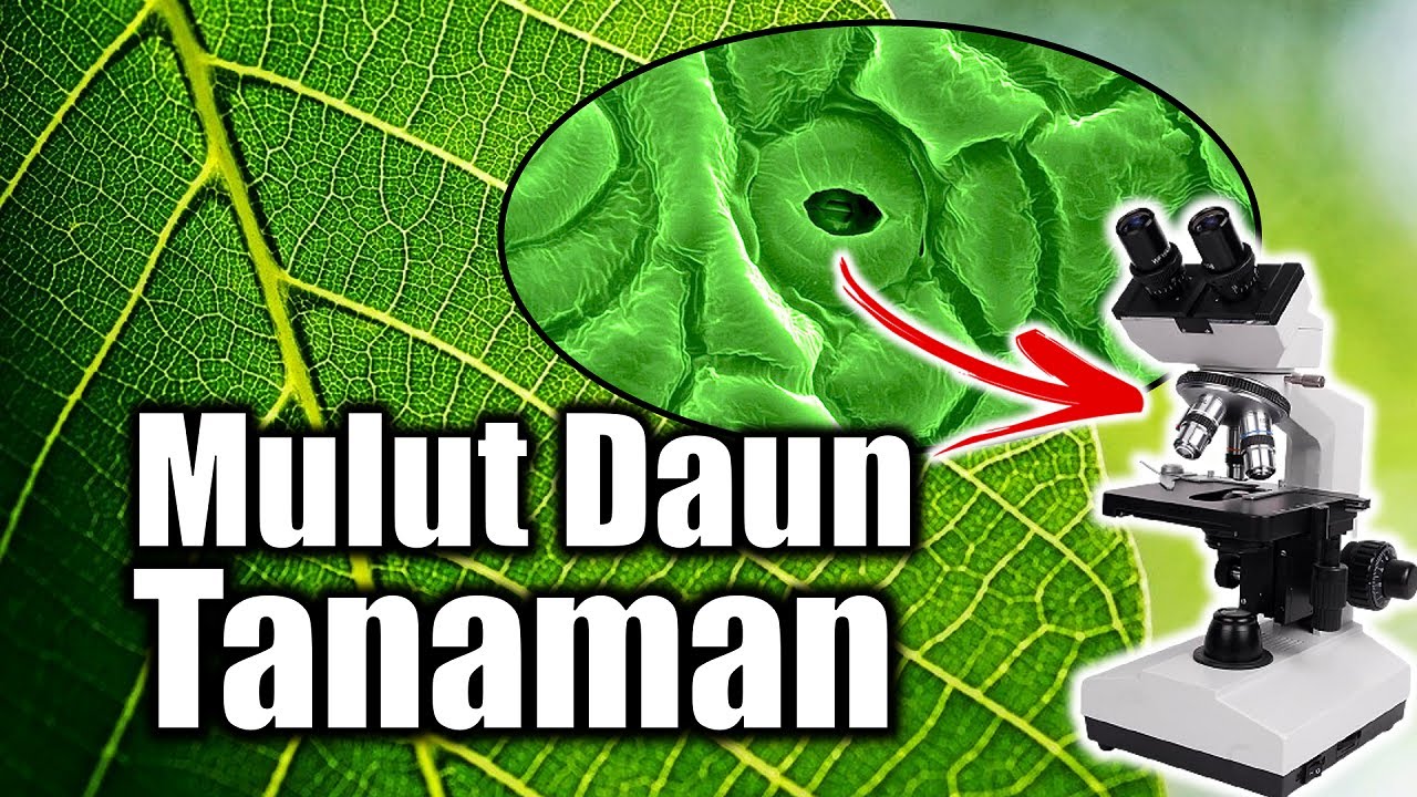 WAJIB TAU. INILAH STOMATA MULUT DAUN TANAMAN, LOKASI PEMUPUKAN PUPUK ...