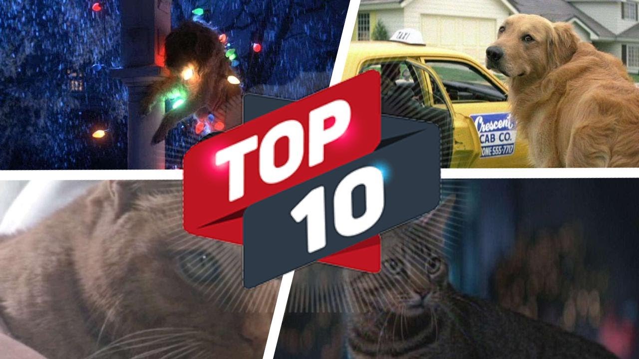 The Best Final Pets That Make It Through Horror Movies 👑 - YouTube