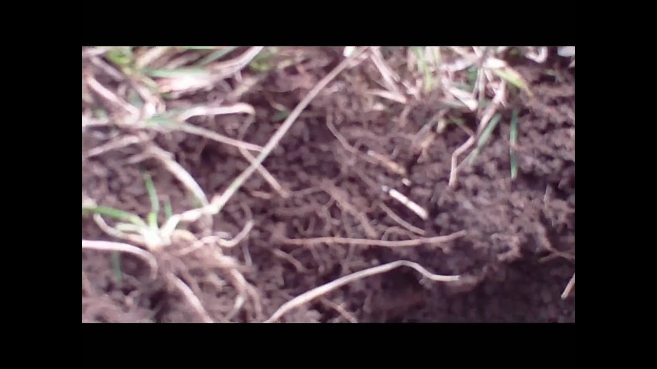 Metal Detecting @ Lockbourne Park - YouTube