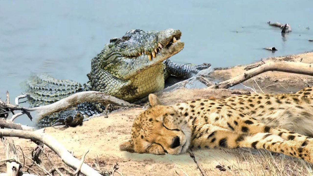 Cheetah attacked alligators unexpectedly and ending - YouTube