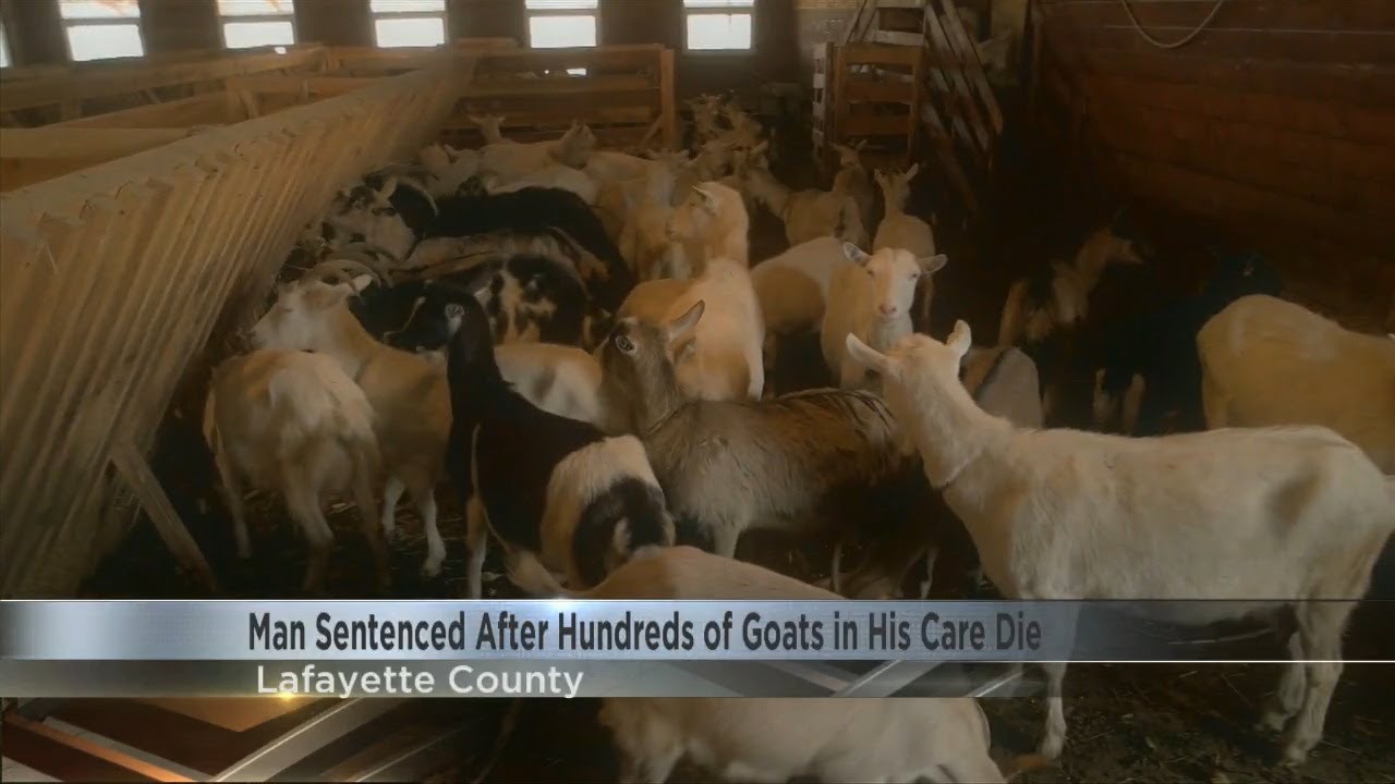Man sentenced to prison after 200 goats found starved to death on a ...
