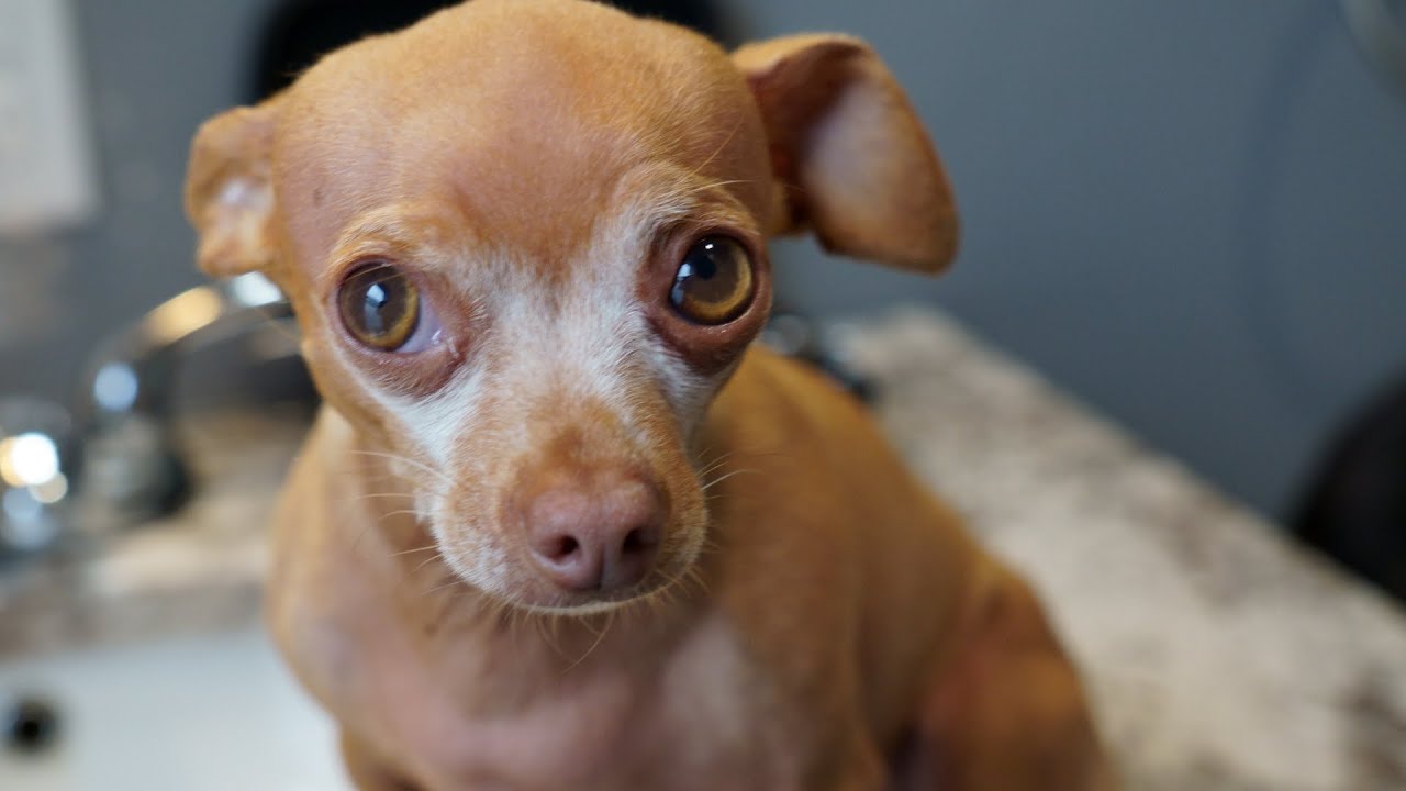 Abused Rescue Chihuahua Porter Adoption Story. Sad Dog Crying While ...