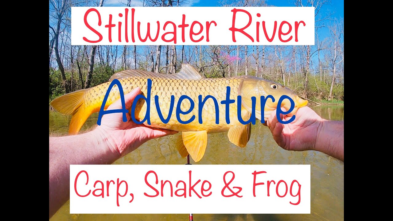 Stillwater River Adventure: Carp, Snake & Frogs - YouTube