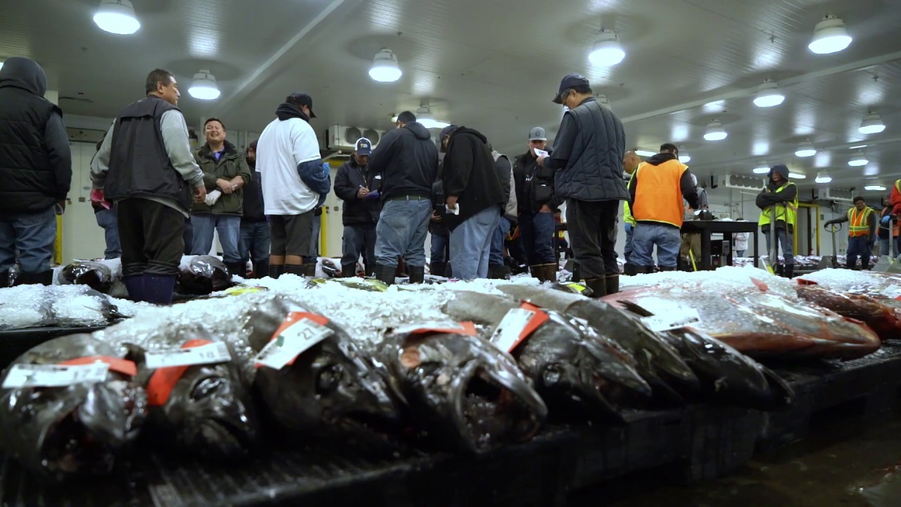 Honolulu Fish Auction - YouTube
