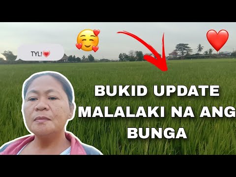 MAGANDA NA AT MALAGO NA ANG MGA BUNGA NG PALAY wow💖#pugongbyahero # ...