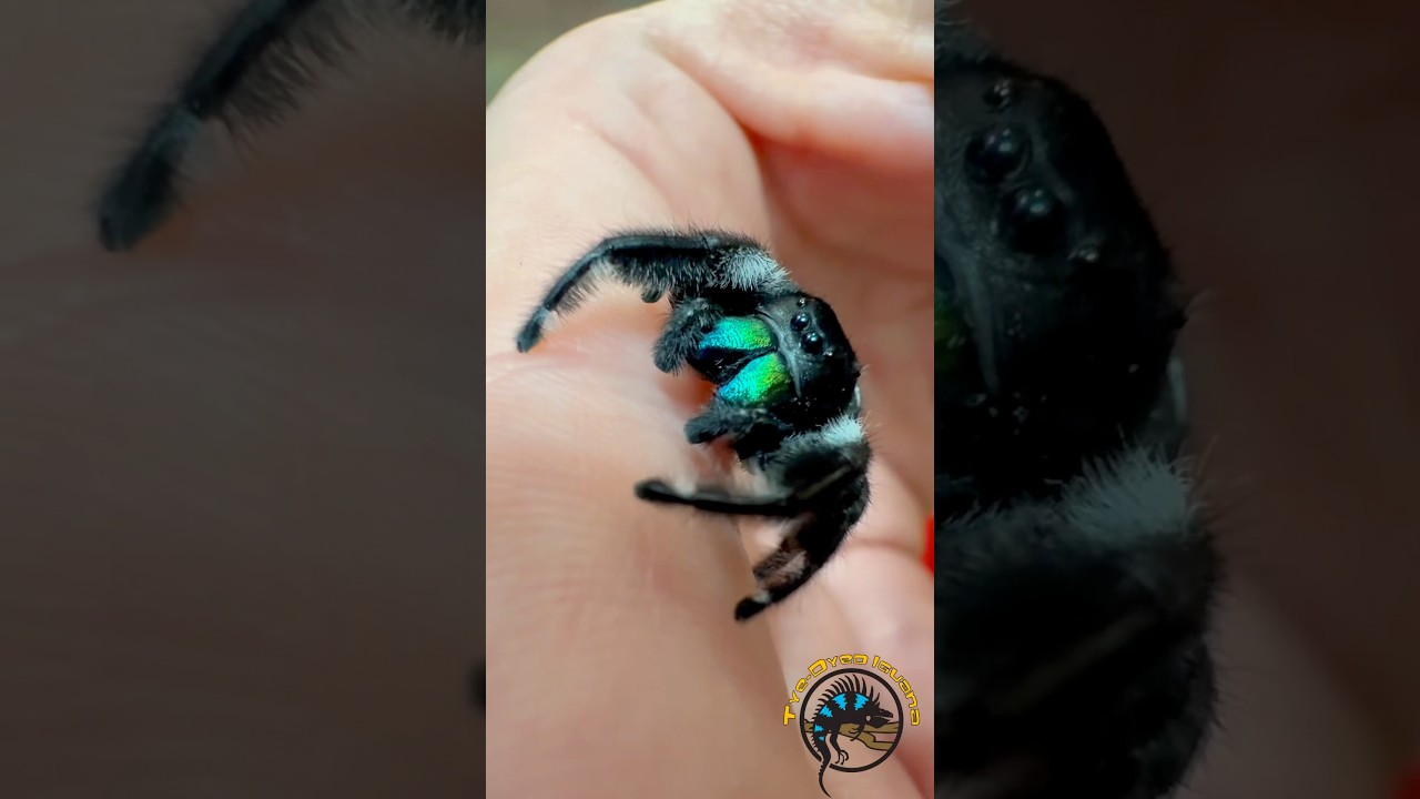 ADORABLE jumping spider 💚🕷️💙 #spider #pets #amazing #cute #nature # ...
