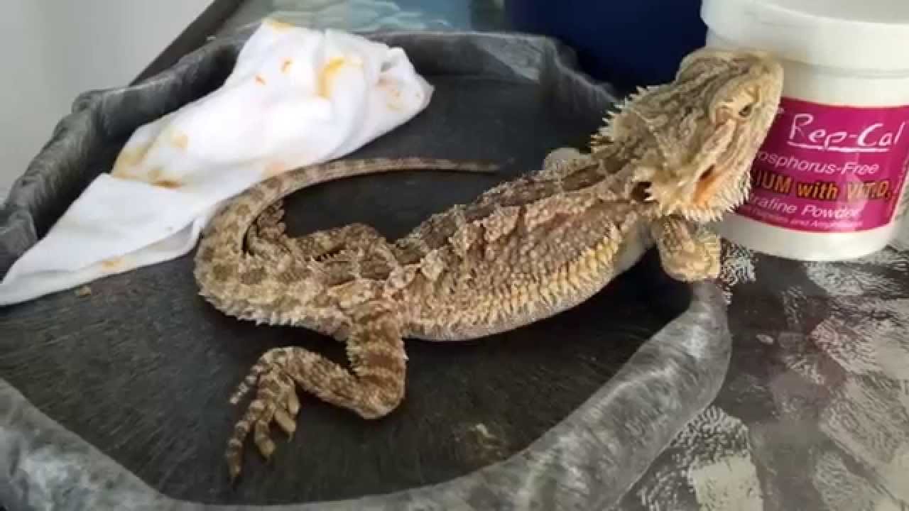 Bearded Dragon after paralysis - YouTube