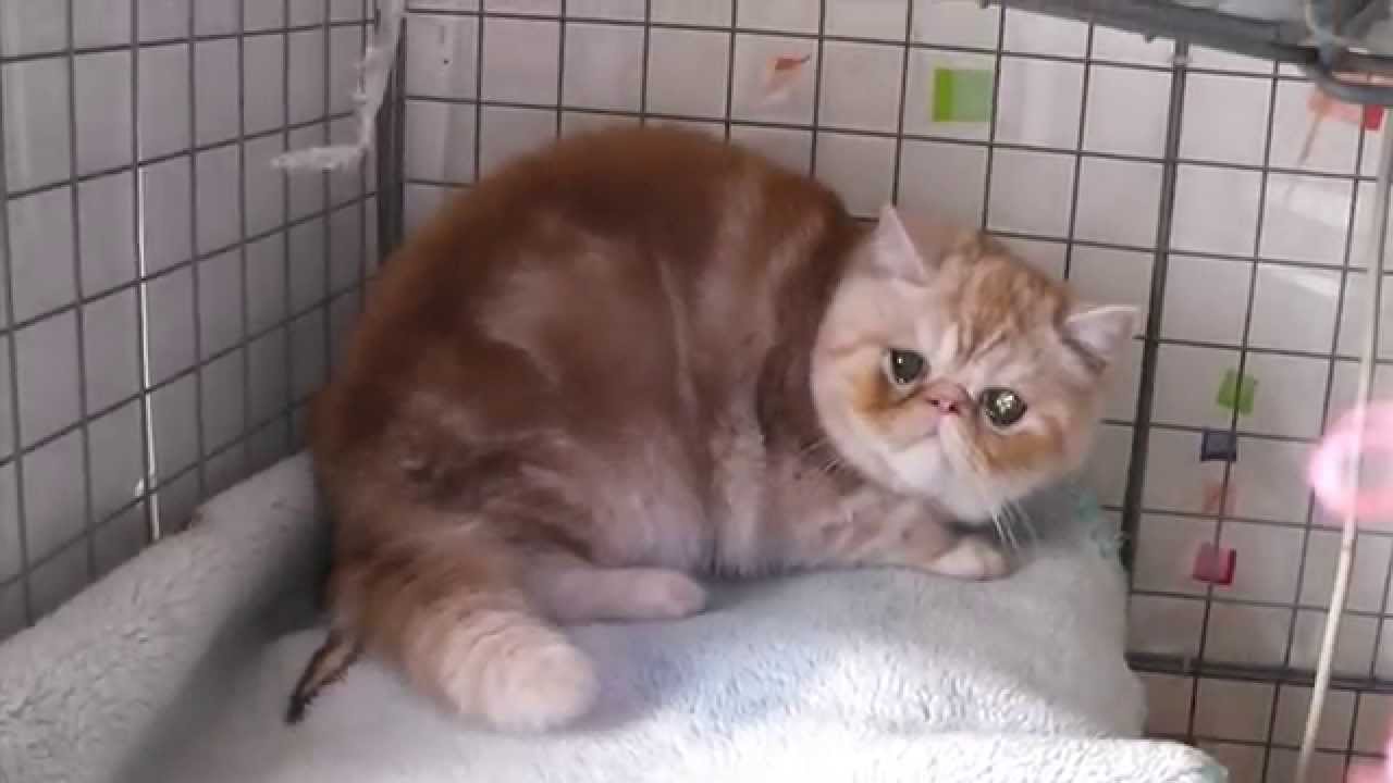 Male Red silver tabby - YouTube