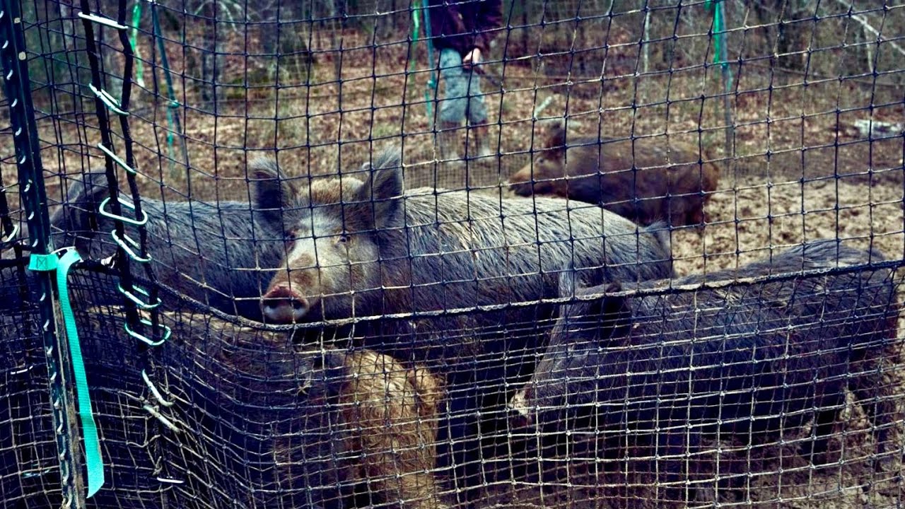 Trapped A Pile Of Pigs In A NET! New Hog Trap Test - YouTube