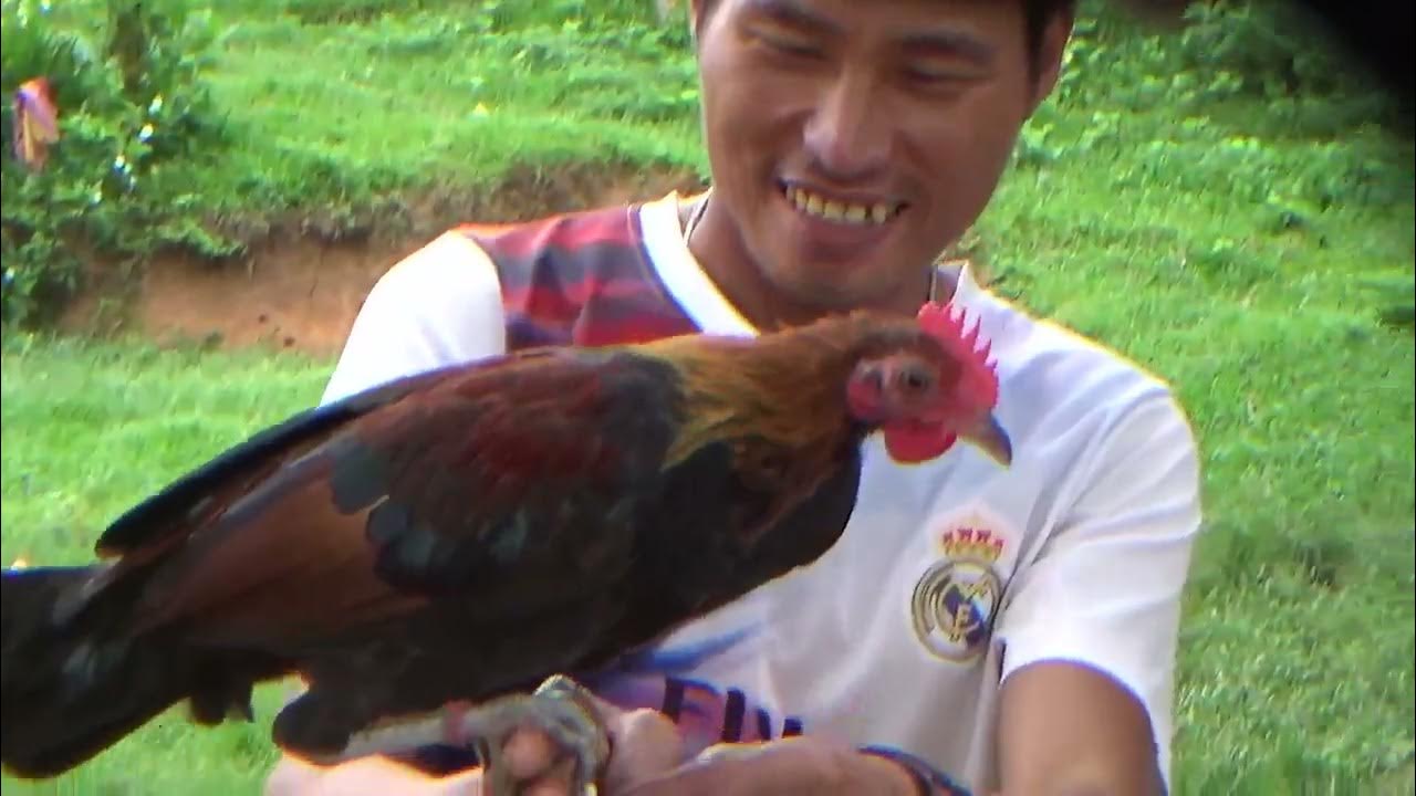 Noob qaib qus zoo nkauj heev - YouTube