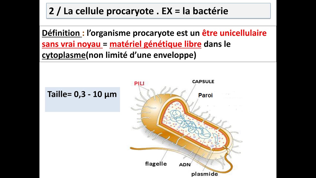 cytologie: organisation générale de la cellule ( la cellule procaryote ...
