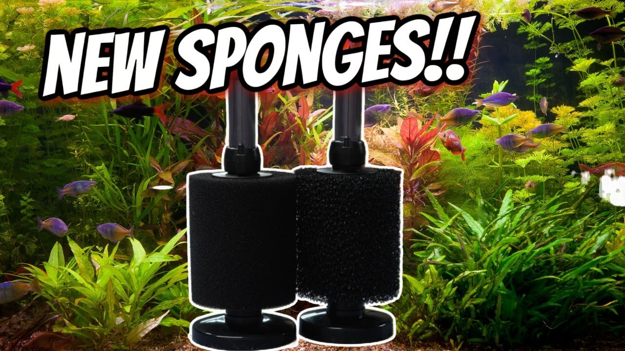 Now In Black! Let's Check Out the New Aquarium Co-Op Black Sponge ...
