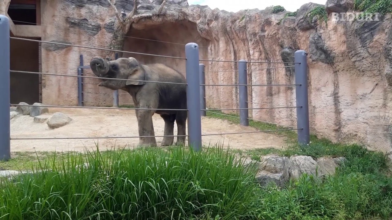 아시아 코끼리 '코리' & '캄순이' (서울대공원 동물원, 2020.7.10). Asiatic Elephant 'Kori ...