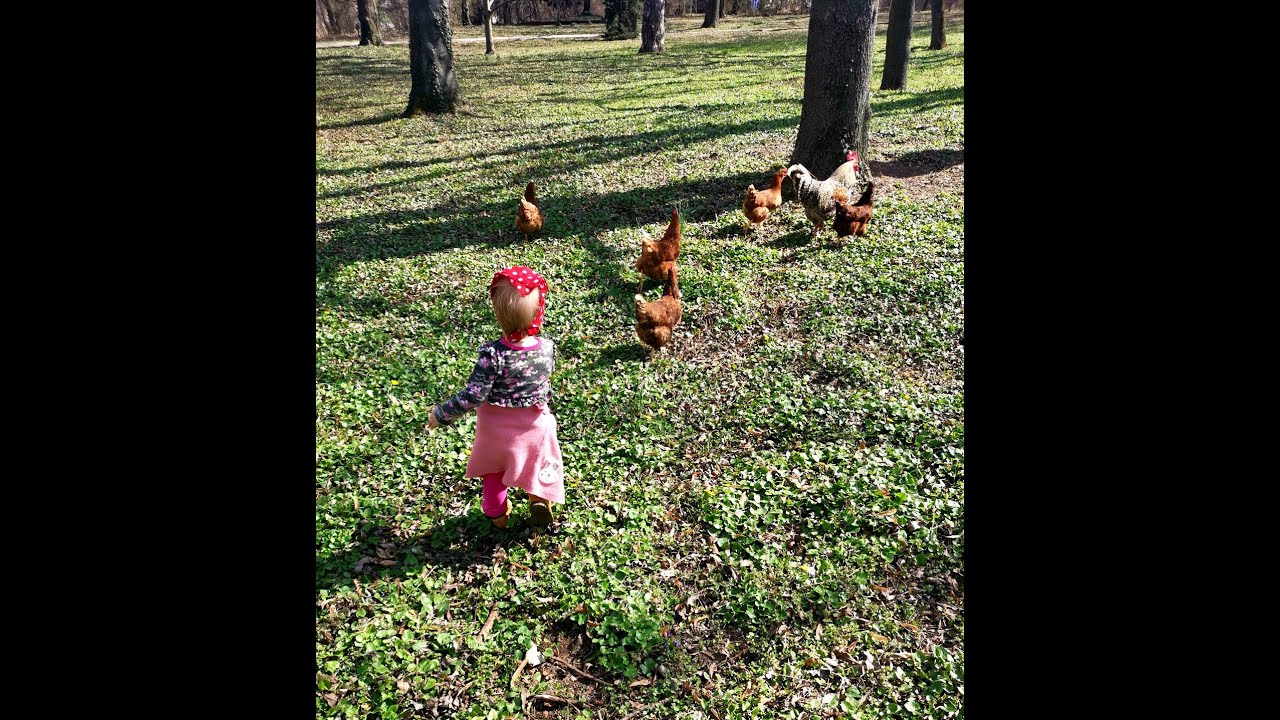 Rooster Courtship Dance With Pictures - YouTube