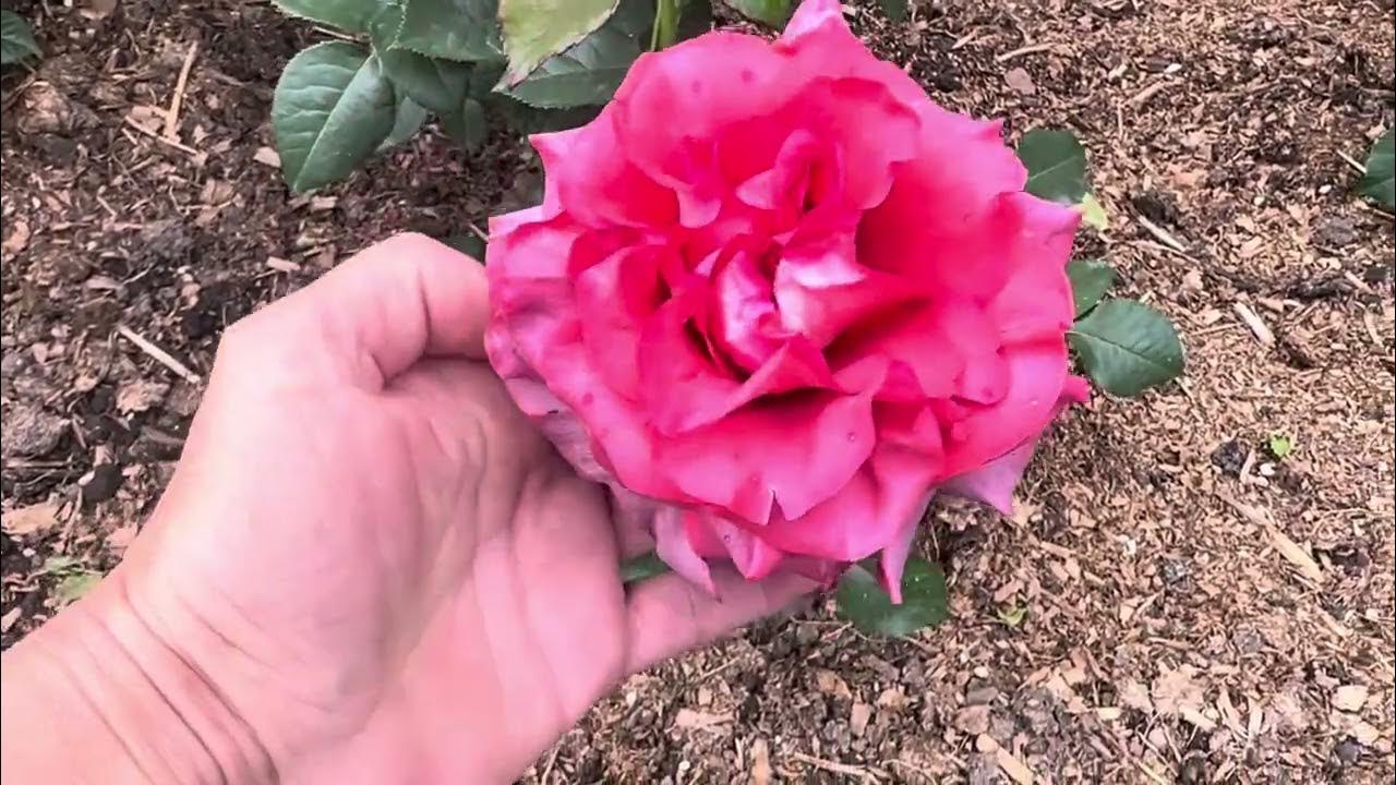 Роза Матильда - YouTube