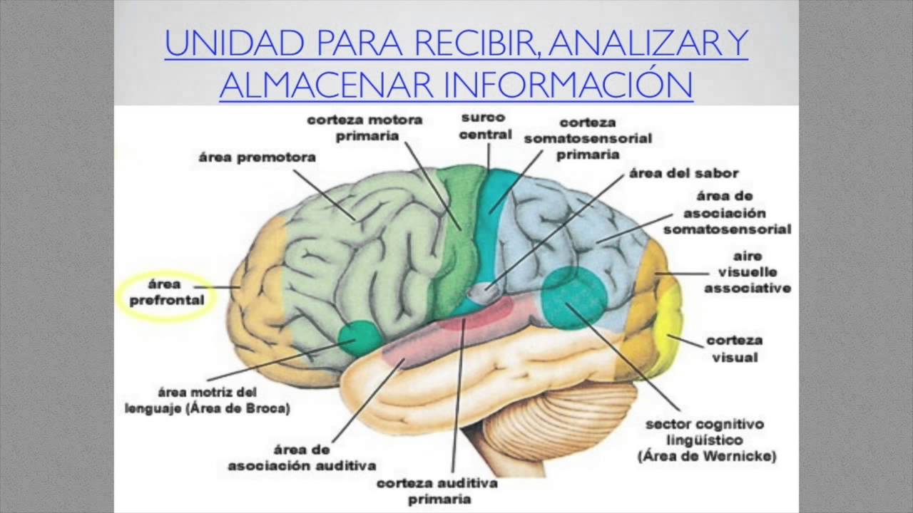 Unidades Funcionais De Luria - LIBRAIN