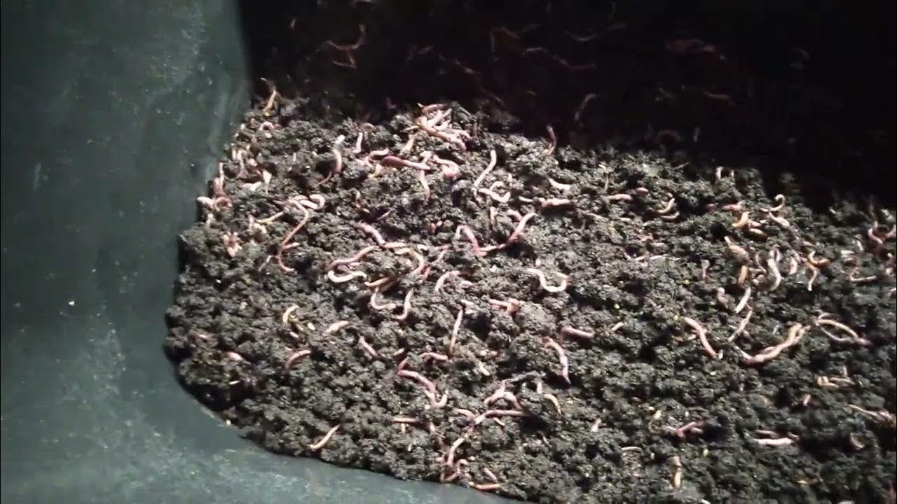 Поливалка для червей | Кормление червя - YouTube