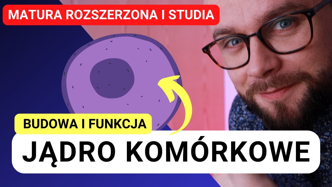 Budowa jądra komórkowego i jego funkcja - YouTube