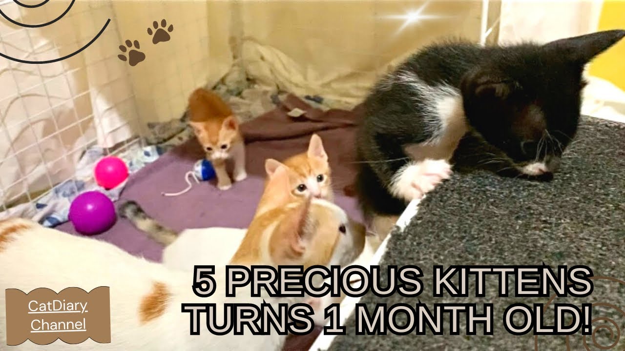 5 Precious Kittens Turns 1 Month Old! | With Baet Kun! - YouTube