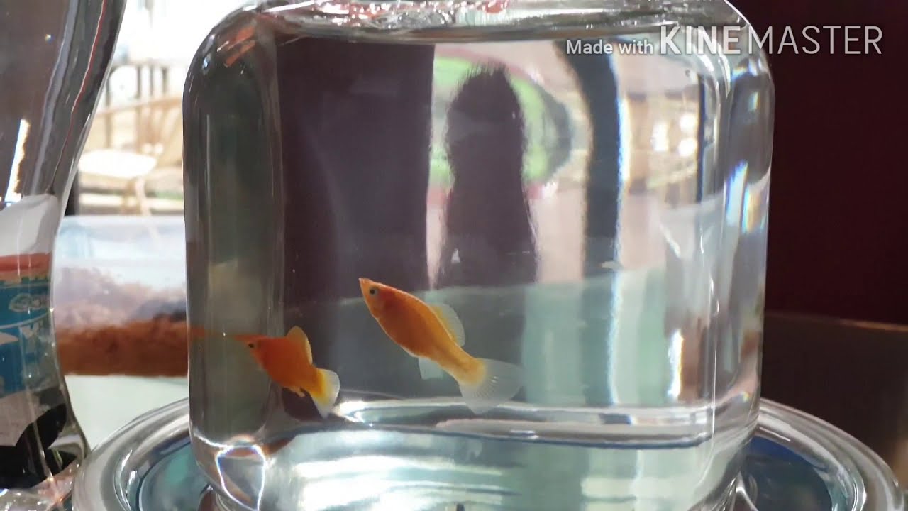 INVERTED / UPSIDE DOWN AQUARIUM - Easy Way - YouTube