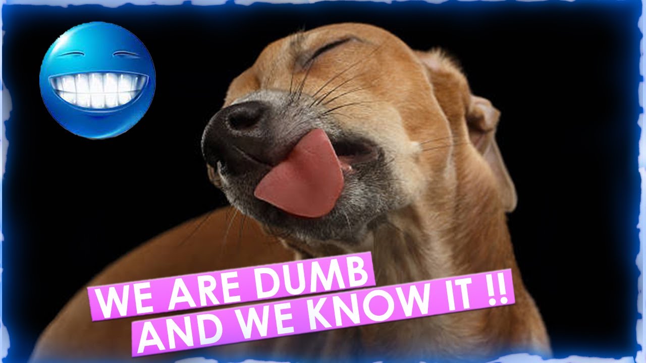 Funniest dumb dog videos compilation. TRY NOT TO LAUGH - YouTube