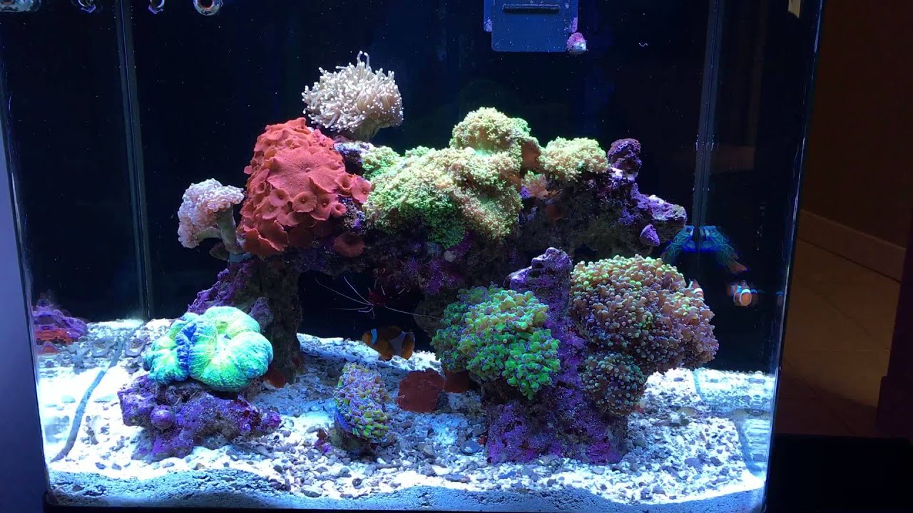 34 Gallon Red Sea 130 est. 2008 - YouTube