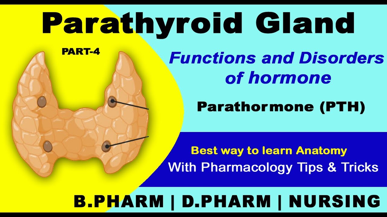 Endocrine System PART-5 | Parathyroid Gland: Functions and Disorders ...