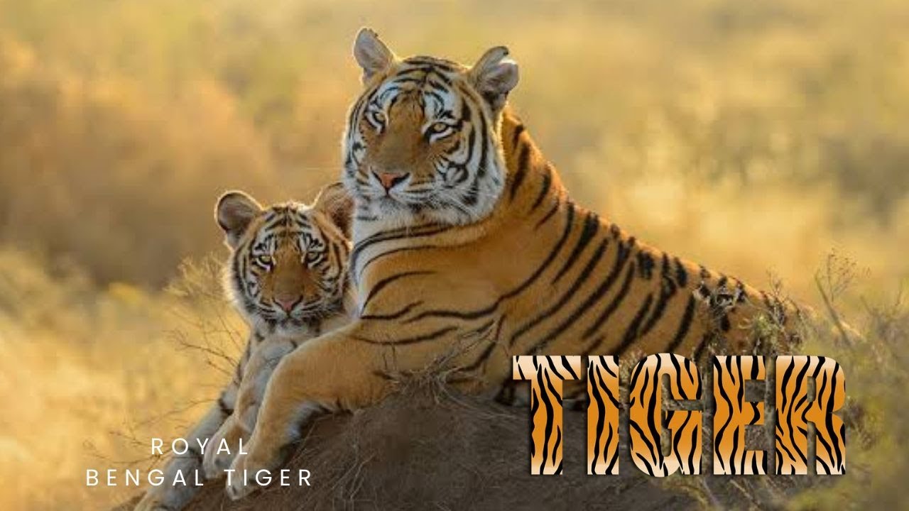 Tiger | Royal bengal tiger | Bangla tiger | National animal of ...
