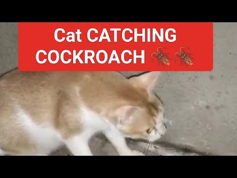 Cat Catching Cockroach # Funny Video # Shorts Video - YouTube