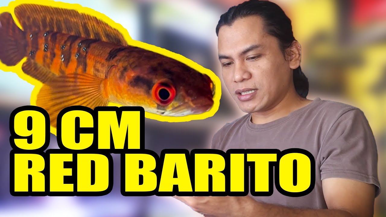 SI MERAH RED BOCIL AKAN PINDAH JURAGAN - YouTube