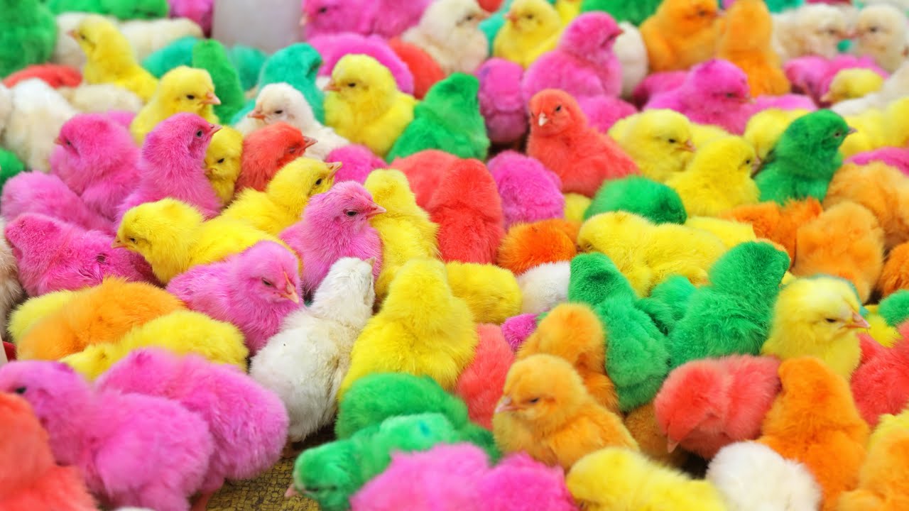 Colourful Hen Chicks 🐣 | Colorful Chicken babies | ayam warna warni ...